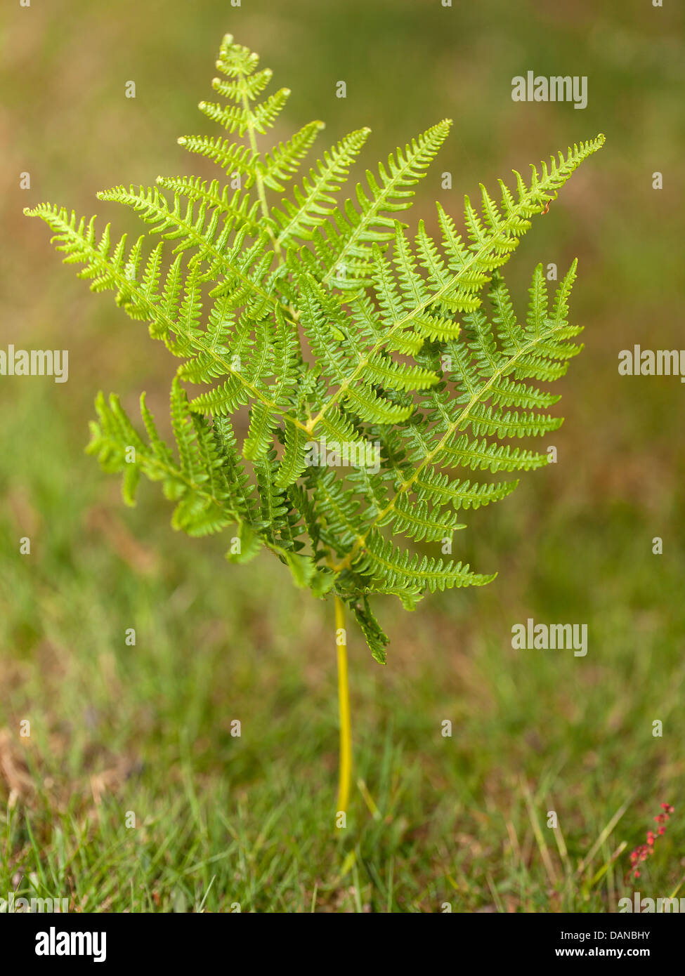 A young lonely green fern plant growing in grass Stock Photo - Alamy
