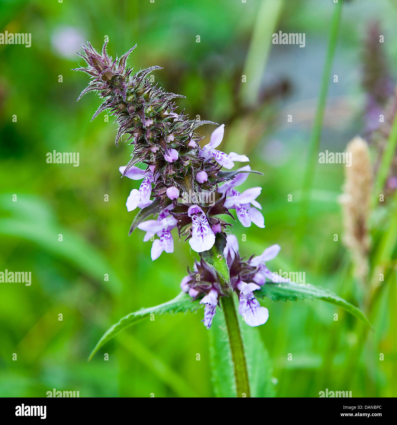 Spotted lower lip hi-res stock photography and images - Alamy