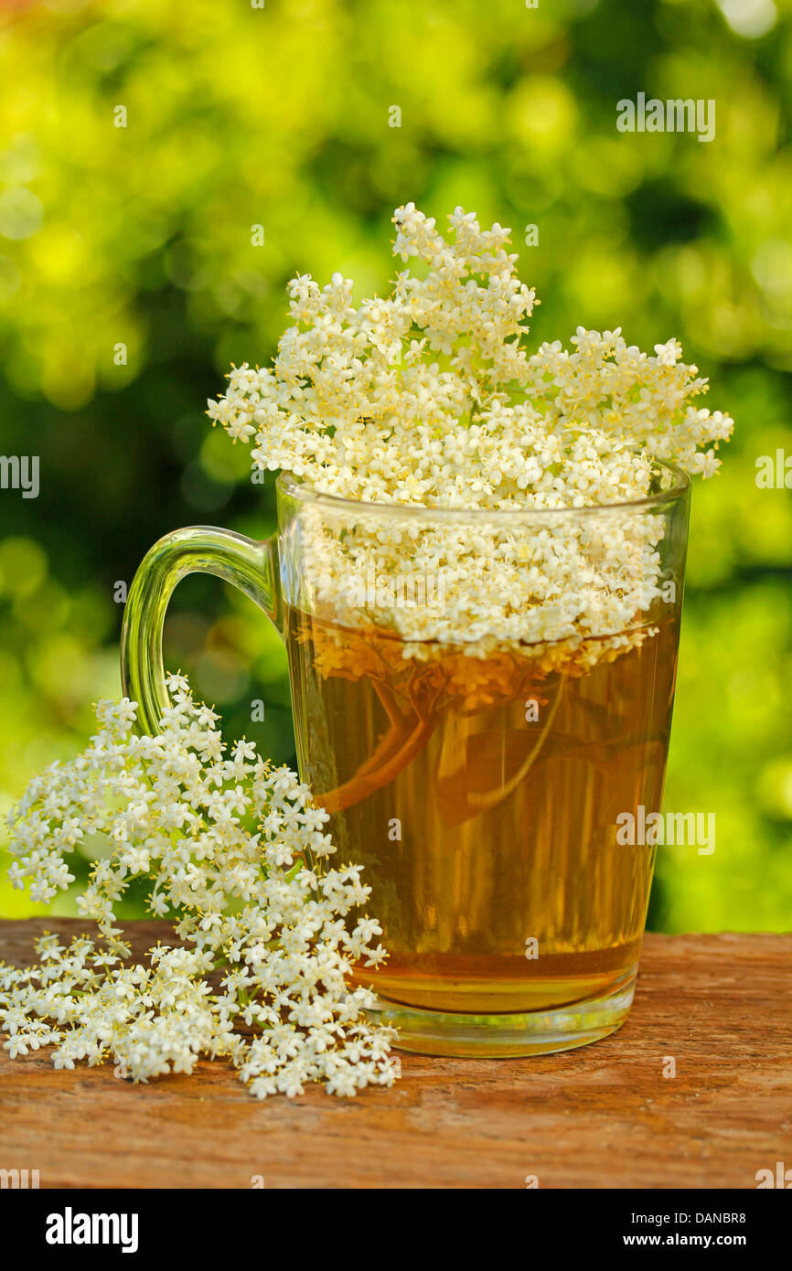 Elder flower infusion. Sambucus nigra Stock Photo - Alamy