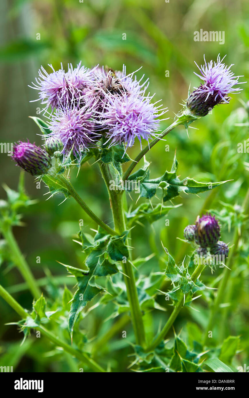 Field Thistle Flowers in Bloom Along Trent and Mersey Canal Towpath ...