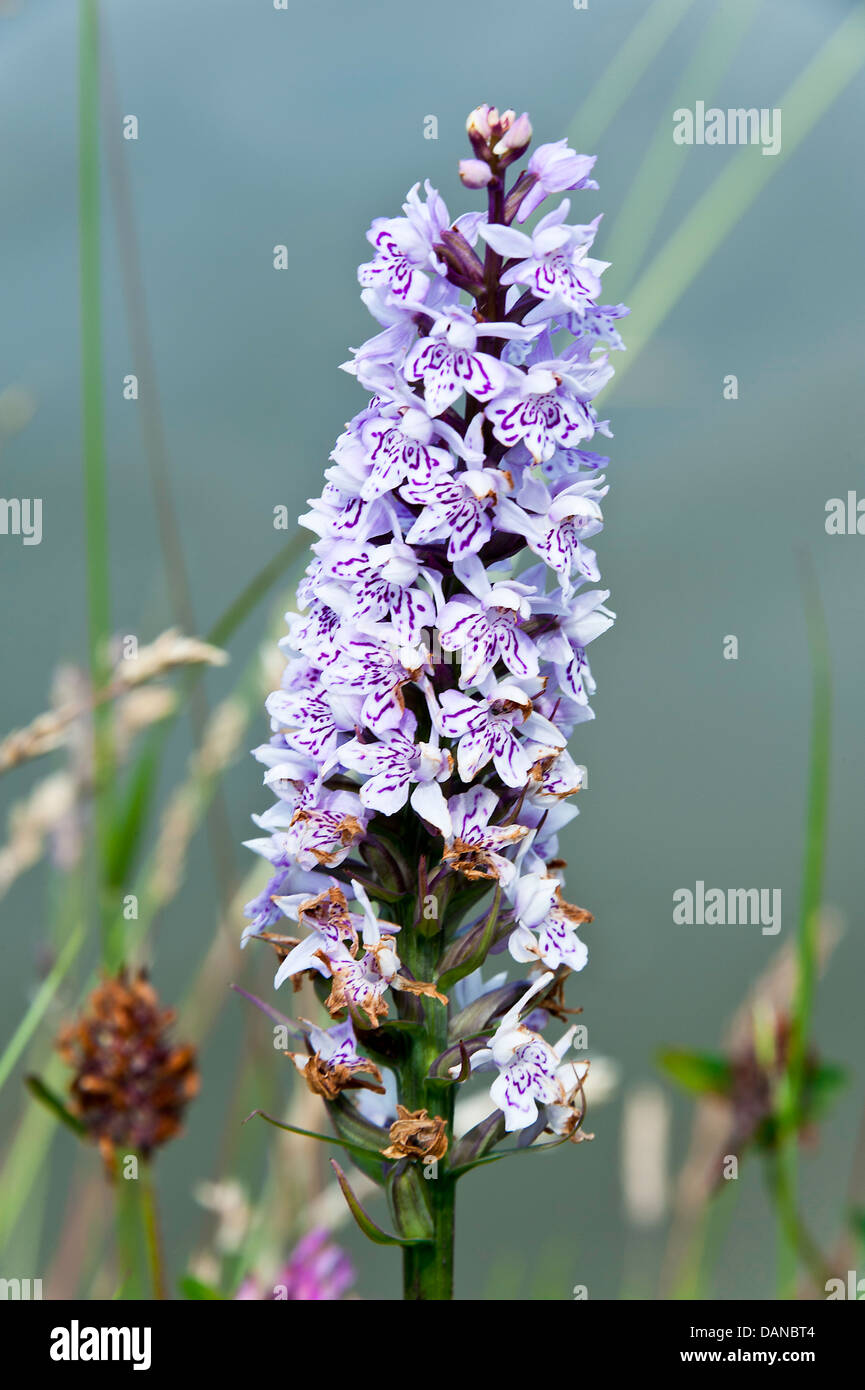 Common Spotted-Orchid Flowers on Towpath of Trent and Mersey Canal near ...