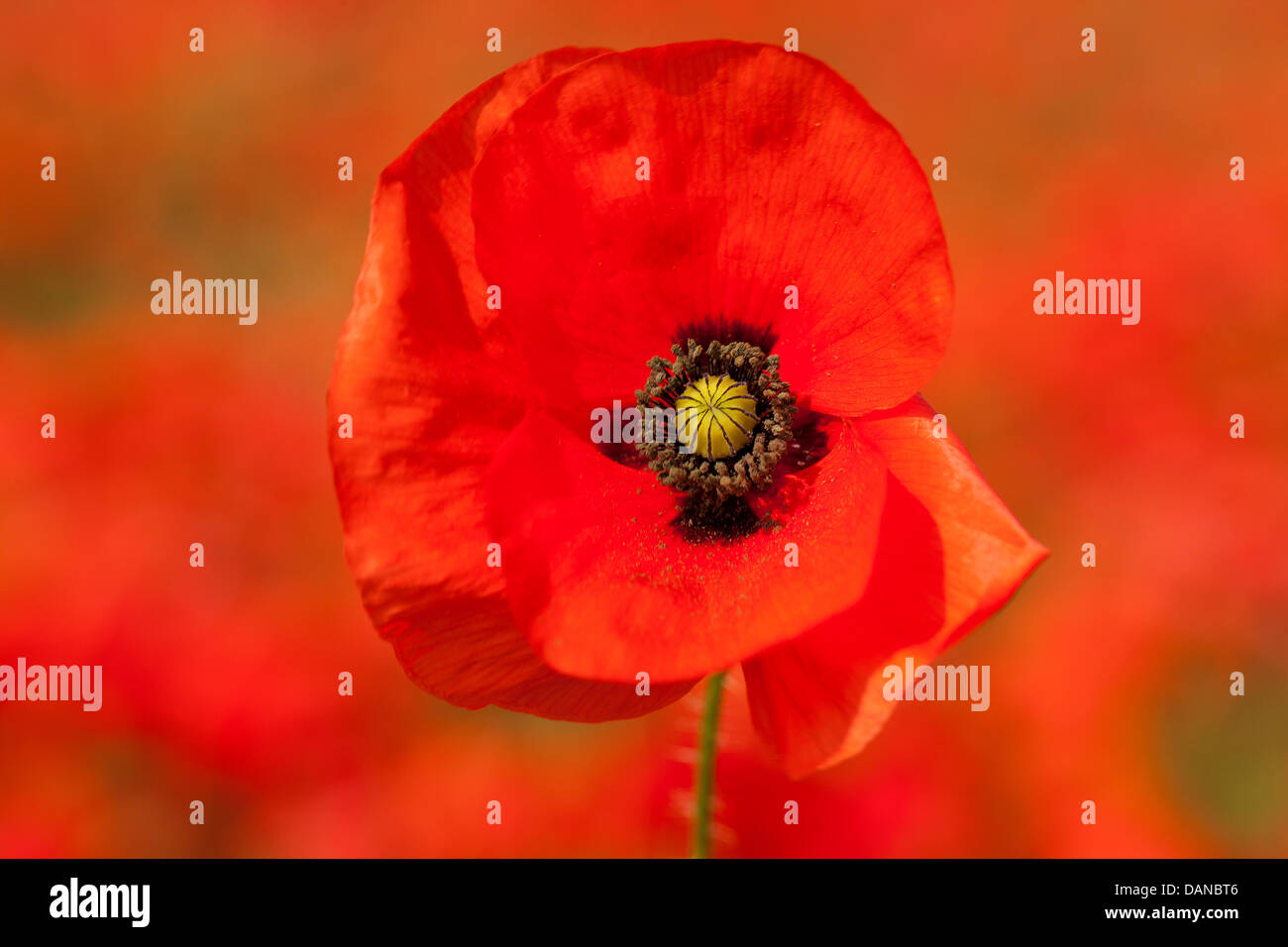 A detail of a red poppy plant (papaver rhoeas) with black stamens and ...