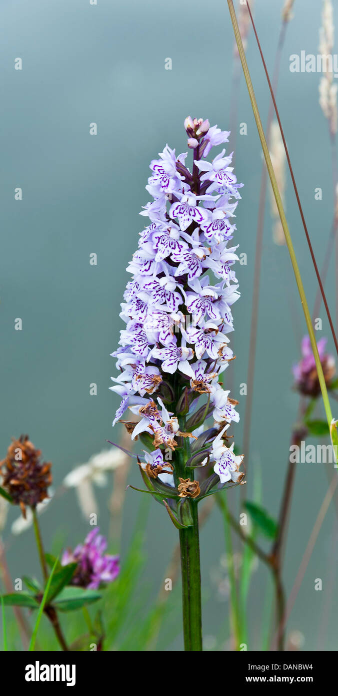 Common Spotted-Orchid Flowers on Towpath of Trent and Mersey Canal near ...