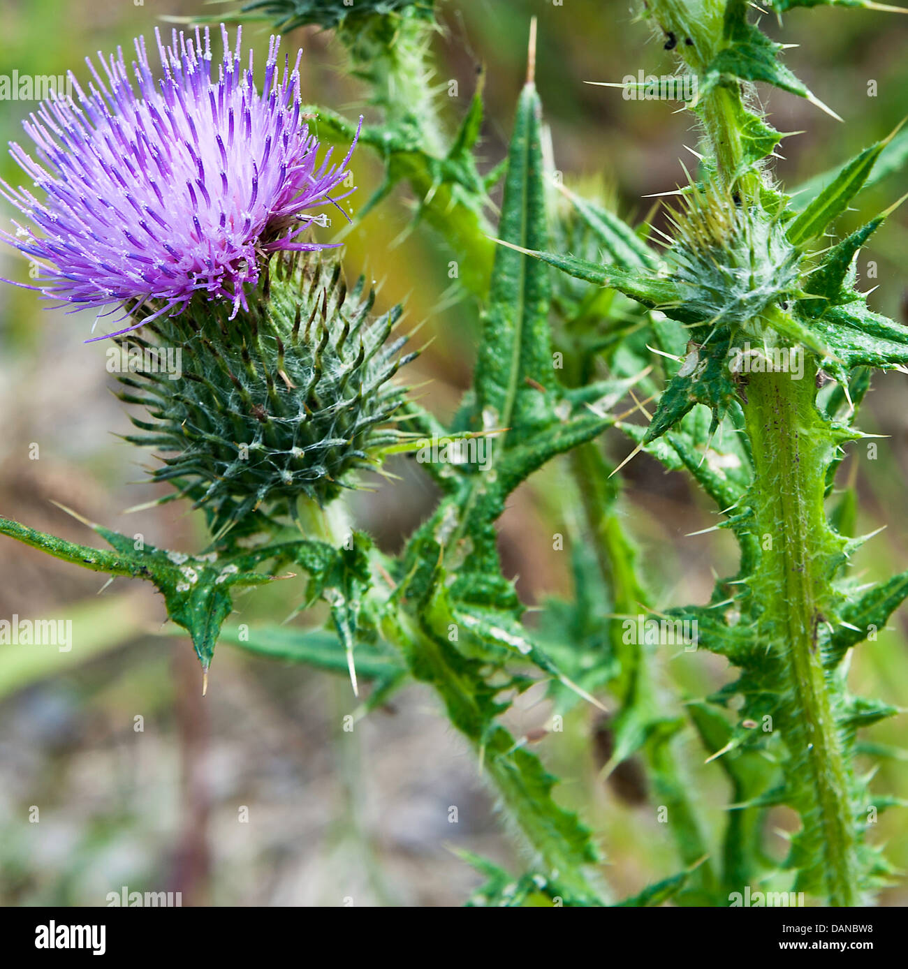 Spear Thistle Flowers by The Trent And Mersey Canal near Rode Heath ...
