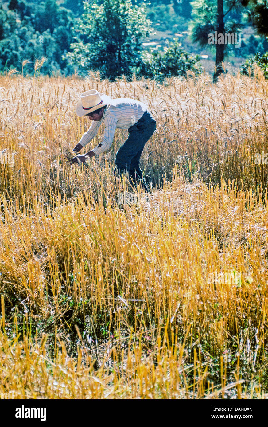 A Quiche Mayan father and his sons using sickles to harvest their wheat ...
