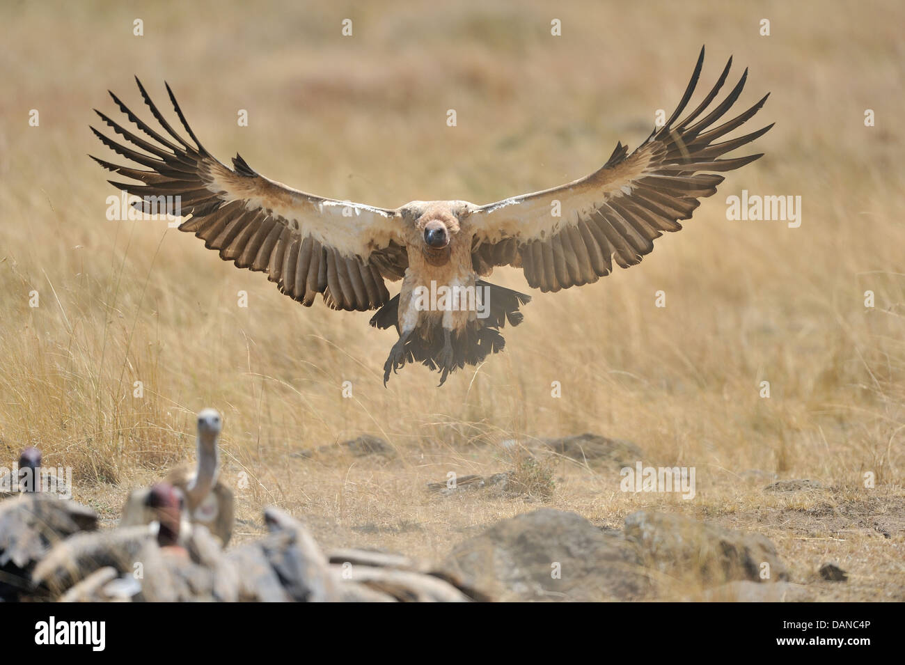 African White-backed Vulture (Gyps africanus) landing near a carrion ...