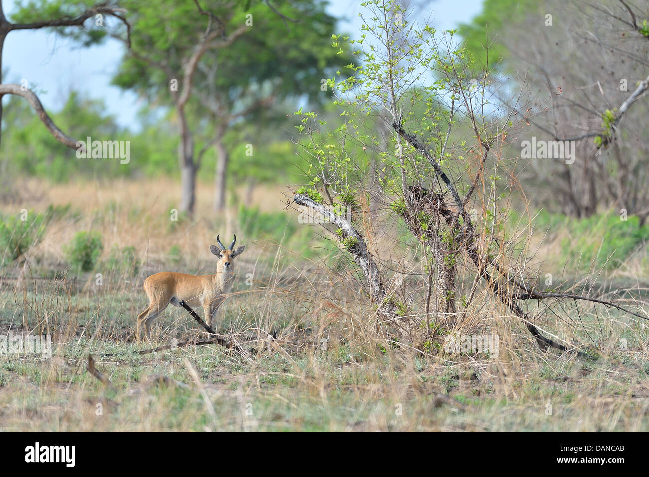 Bohor Reedbuck (Redunca redunca) male in the bush Pendjari National ...