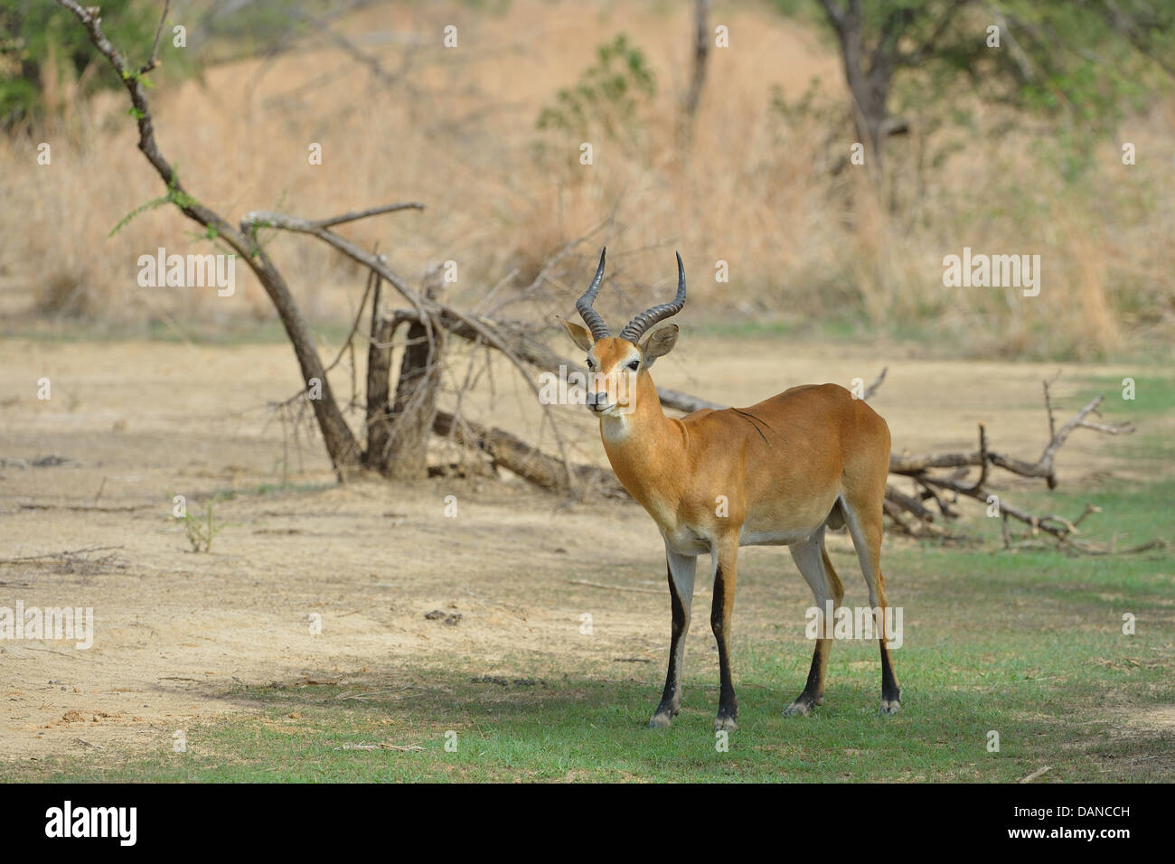 Buffon’s Kob - Western Kob (Kobus kobus kob) male Pendjari National ... Buffon’s Kob - Western Kob (Kobus kobus kob) male Pendjari National ...