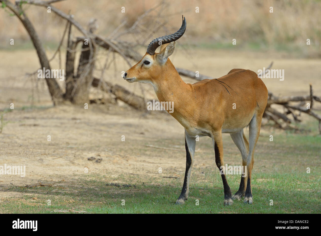 Buffon’s Kob - Western Kob (Kobus kobus kob) male Pendjari National ...