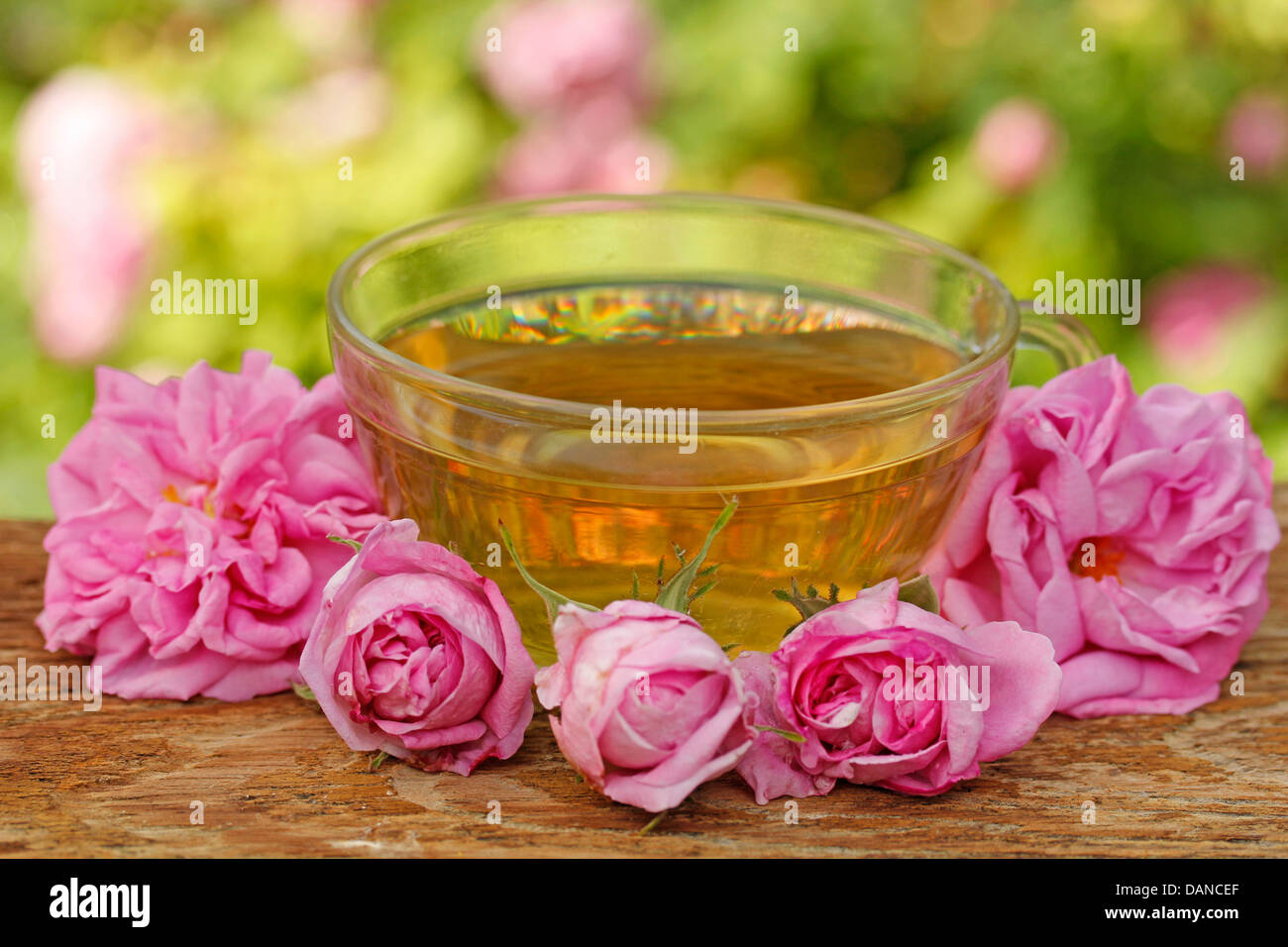 Damask rose infusion. Rosa damascena Stock Photo - Alamy