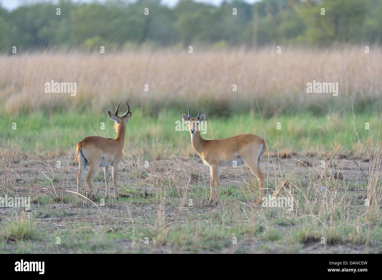 Buffon’s Kob - Western Kob (Kobus kobus kob) males Pendjari National ...
