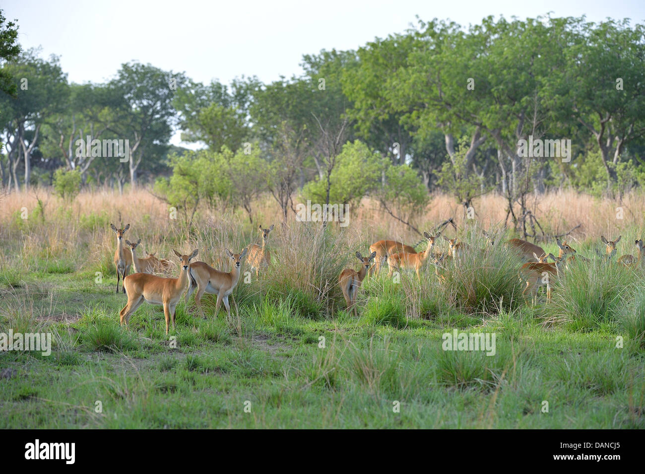 Buffon’s Kob - Western Kob (Kobus kobus kob) herd Pendjari National ...