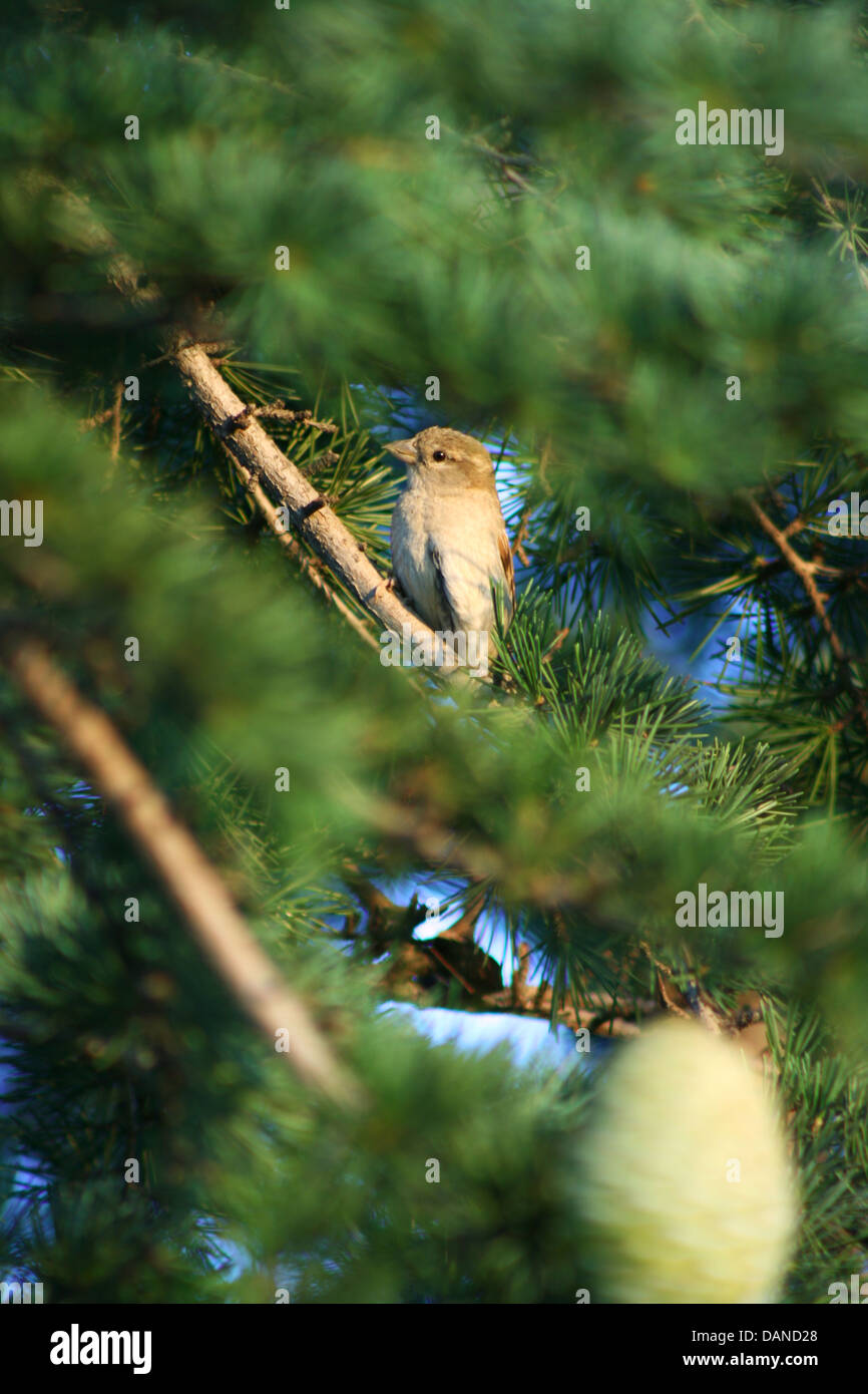 Lonely birdie on pine tree ,close up Stock Photo - Alamy
