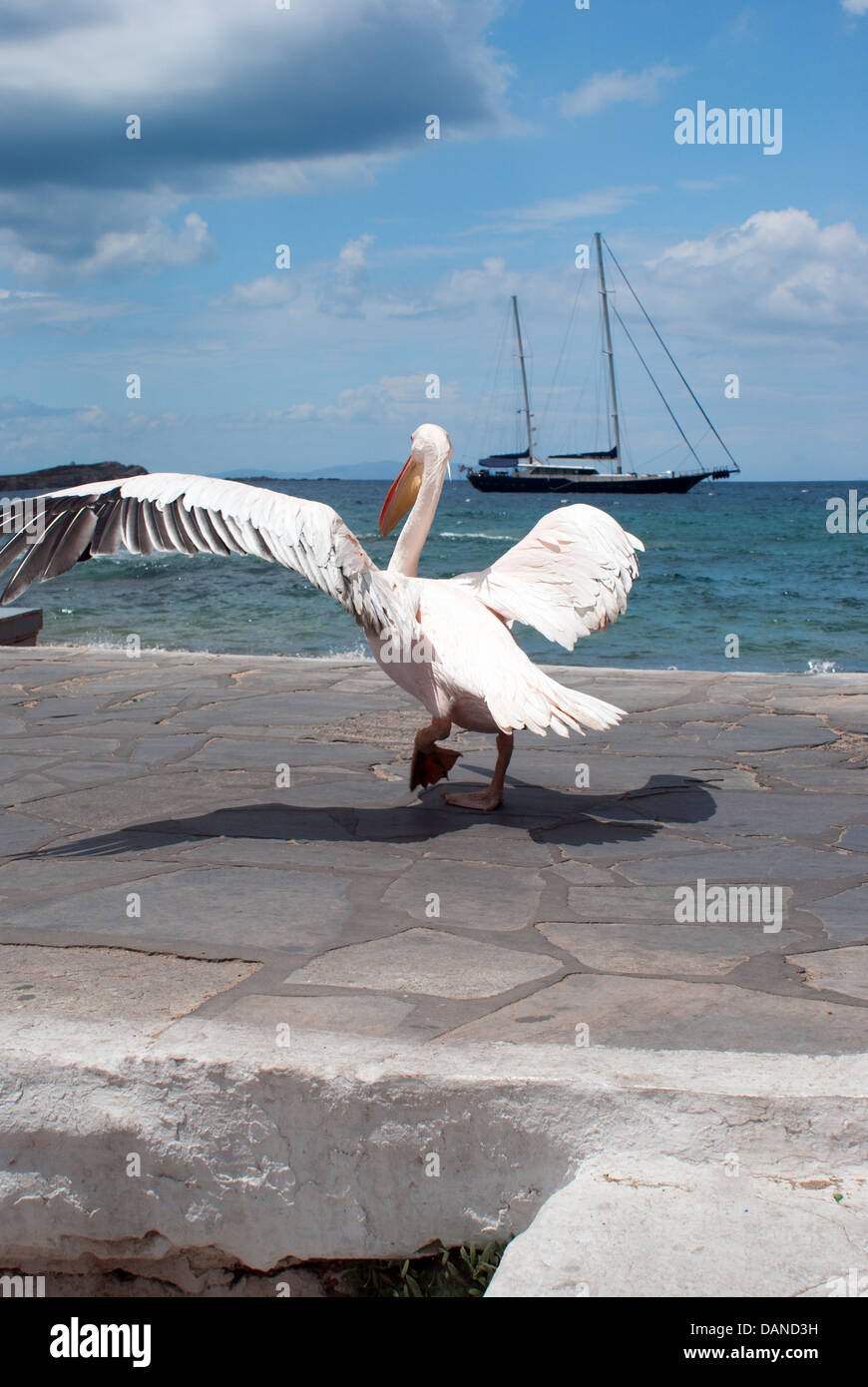 The famous Pelican of Mykonos island in Greece Stock Photo - Alamy