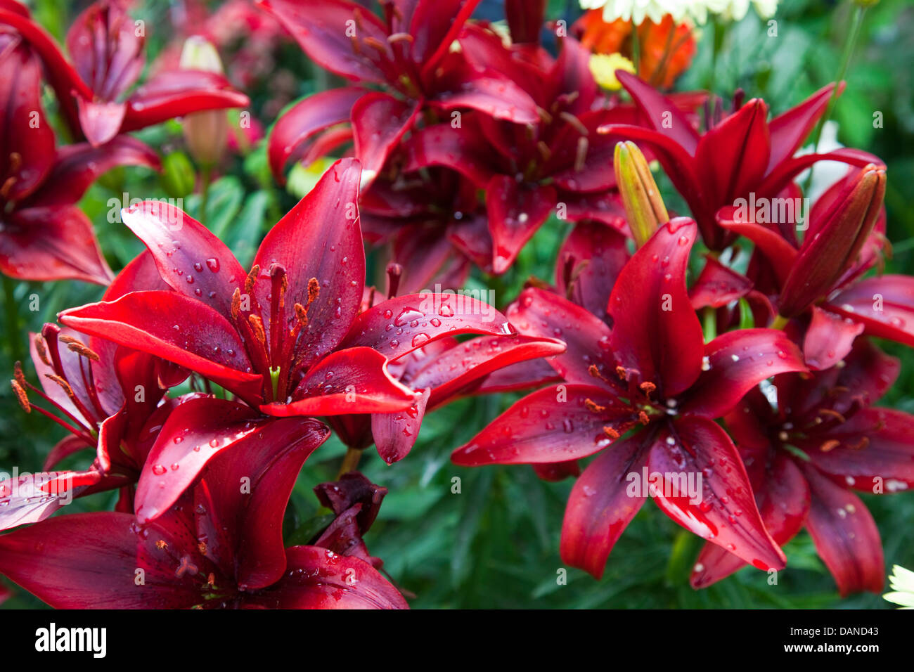 Tiger lillie hi-res stock photography and images - Alamy