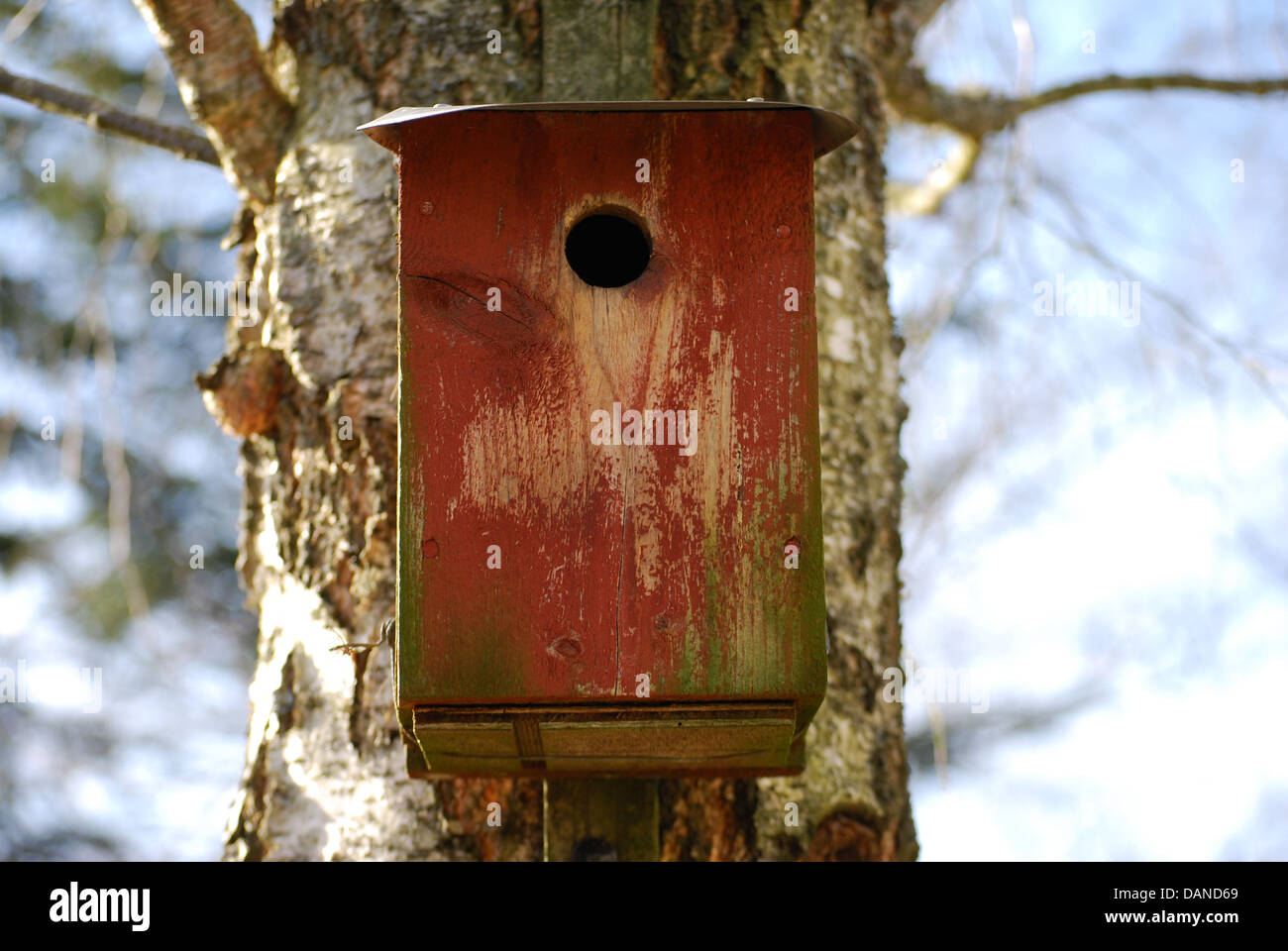 Red birdhouse on a birch Stock Photo - Alamy