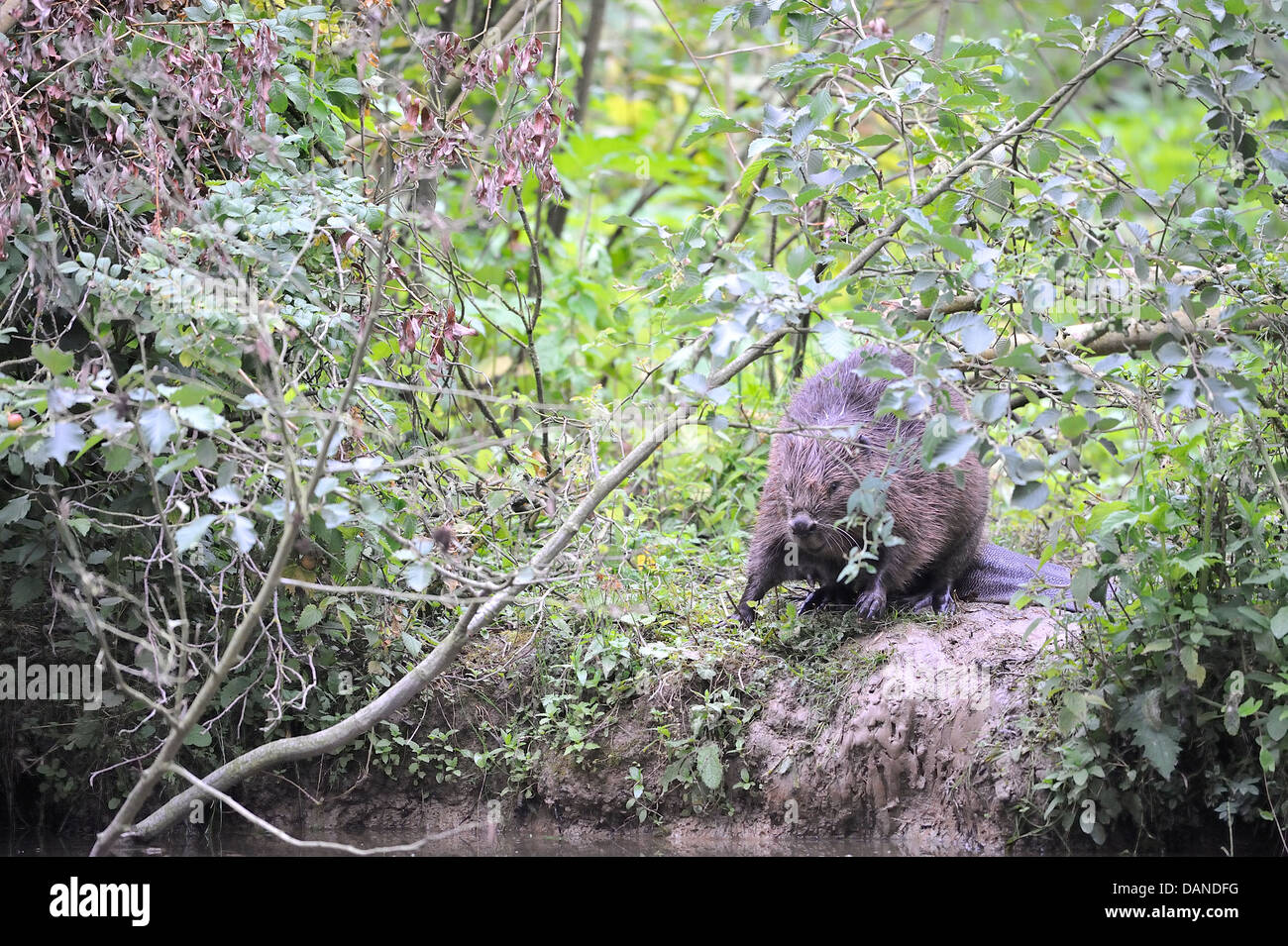 Female beaver hi-res stock photography and images - Alamy