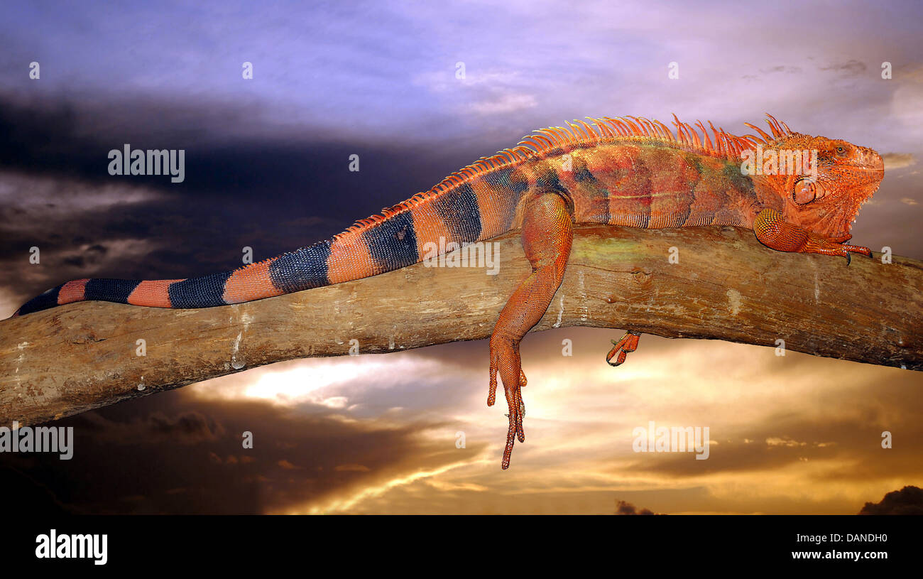 Orange and black Lizard at sunset Stock Photo - Alamy