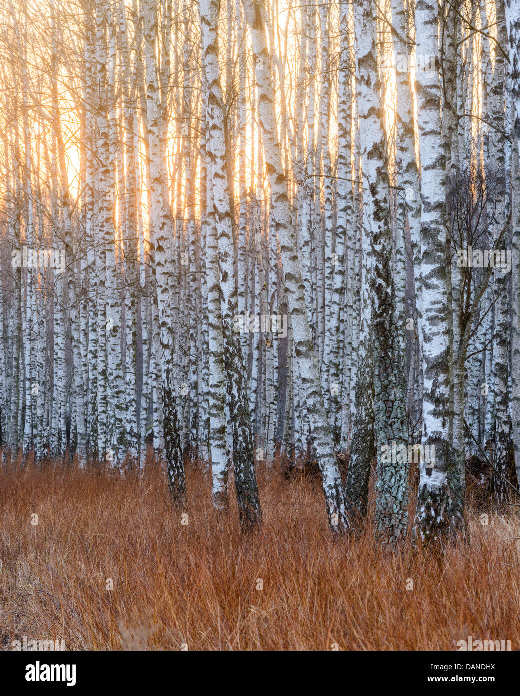 Large birch trees hi-res stock photography and images - Alamy