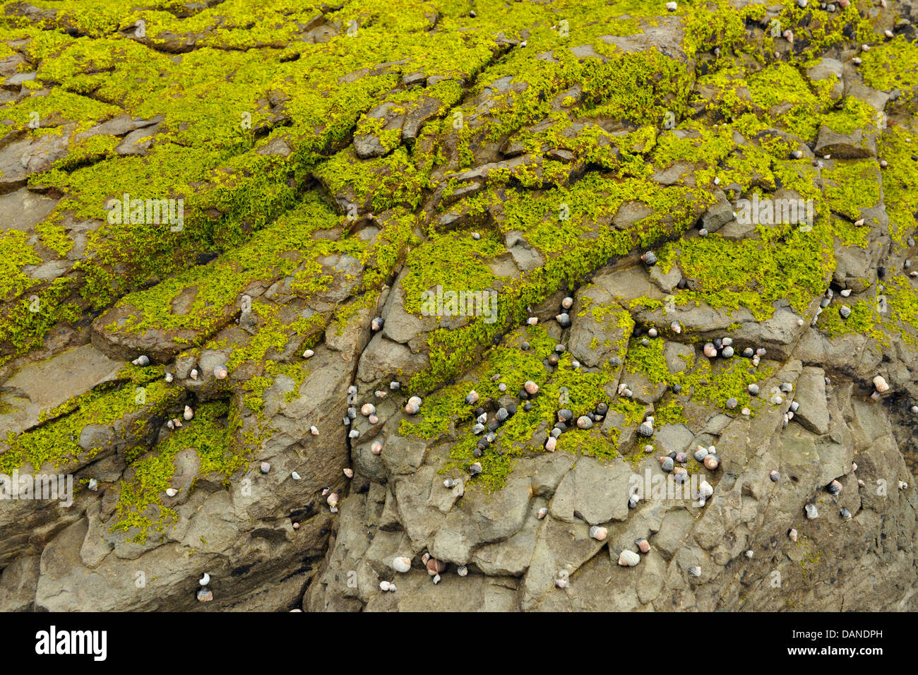 Periwinkle colonies exposed algae and rocks at low tide Haida Gwaii ...