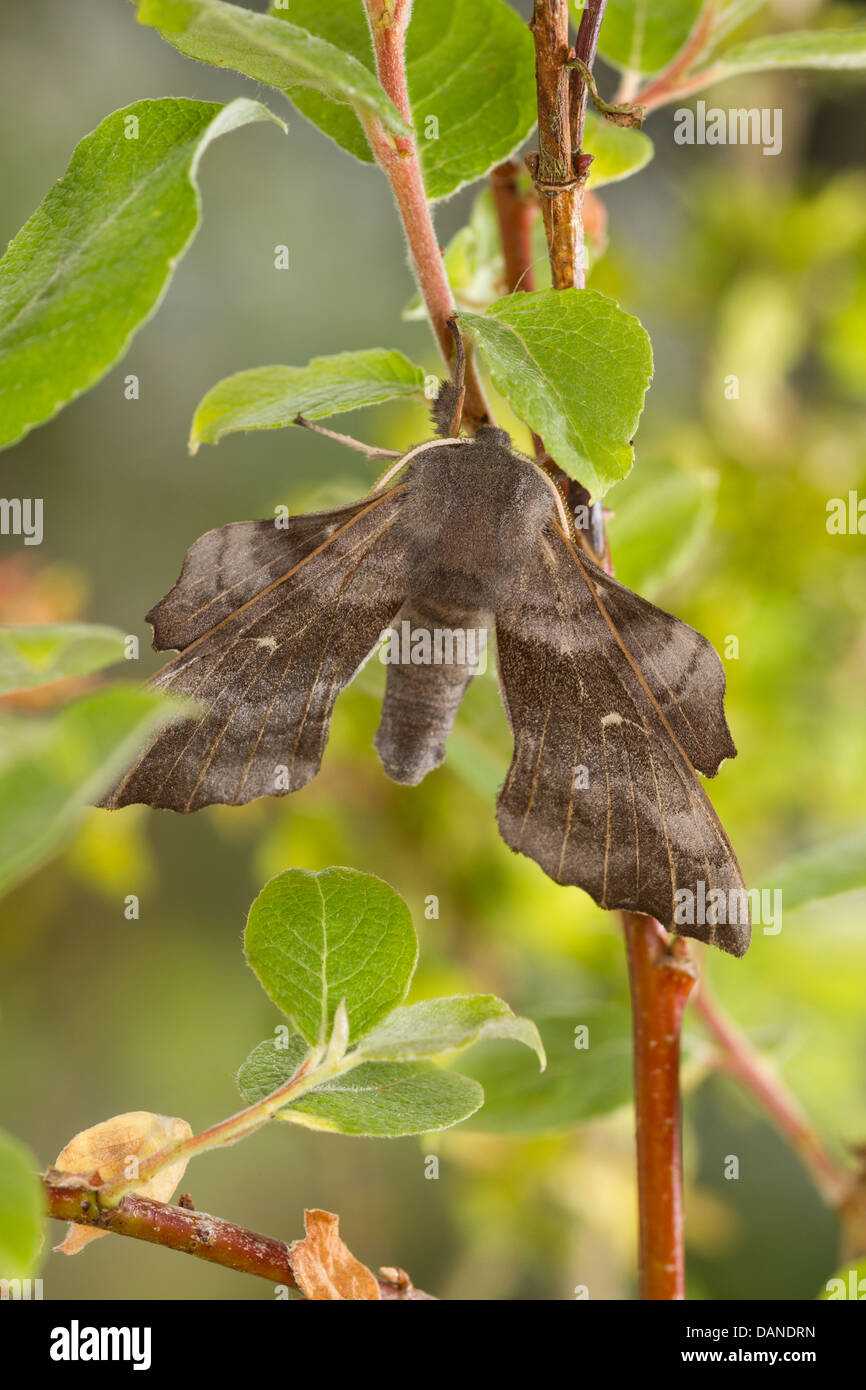 Poplar Hawk-moth (Laothoe populi Stock Photo - Alamy