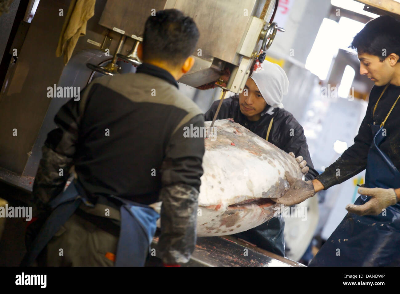 Cutting frozen tuna with a band saw, Tsukiji fish market, Chūō, Tokyo ...