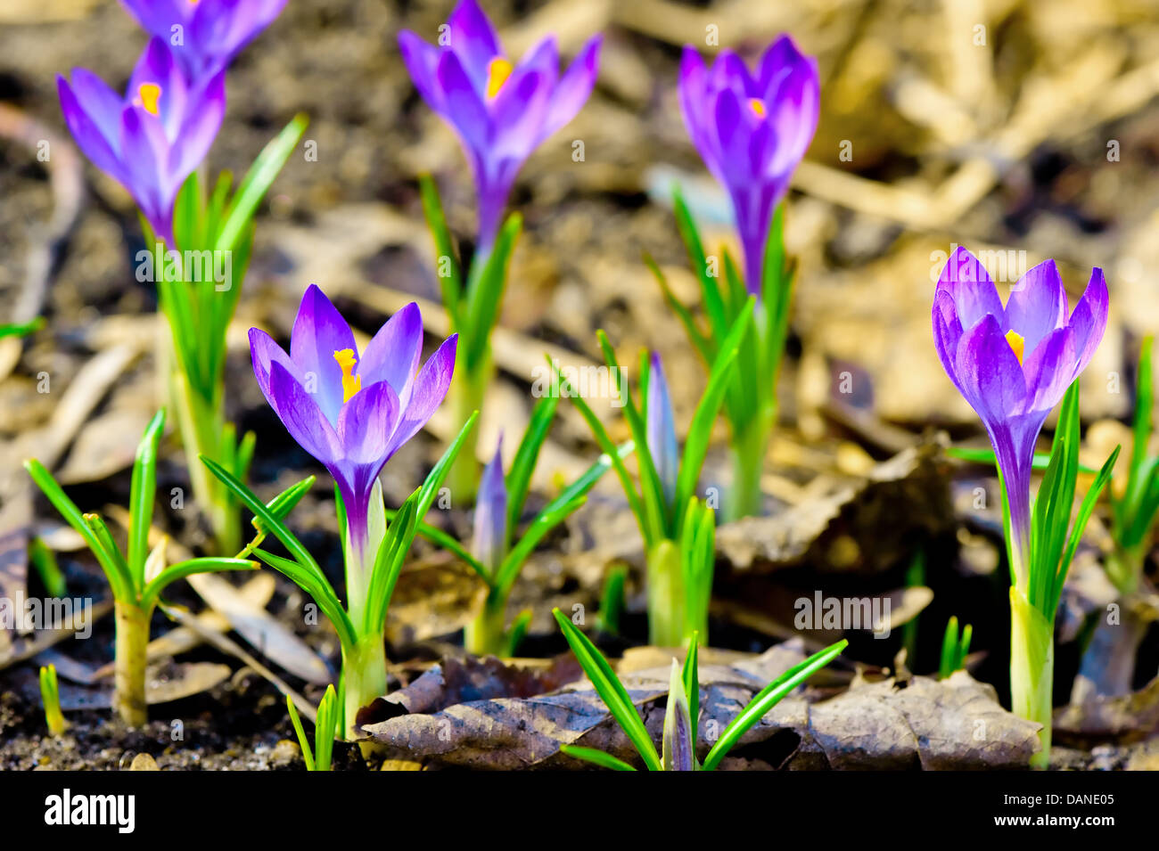 Closeup of a group of purple crocuses Stock Photo - Alamy