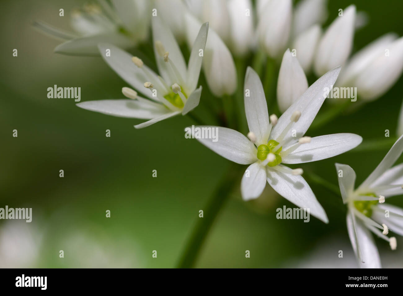 Ramsons (Allium ursinum), Buckrams, Wild Garlic, Broad-leaved Garlic ...