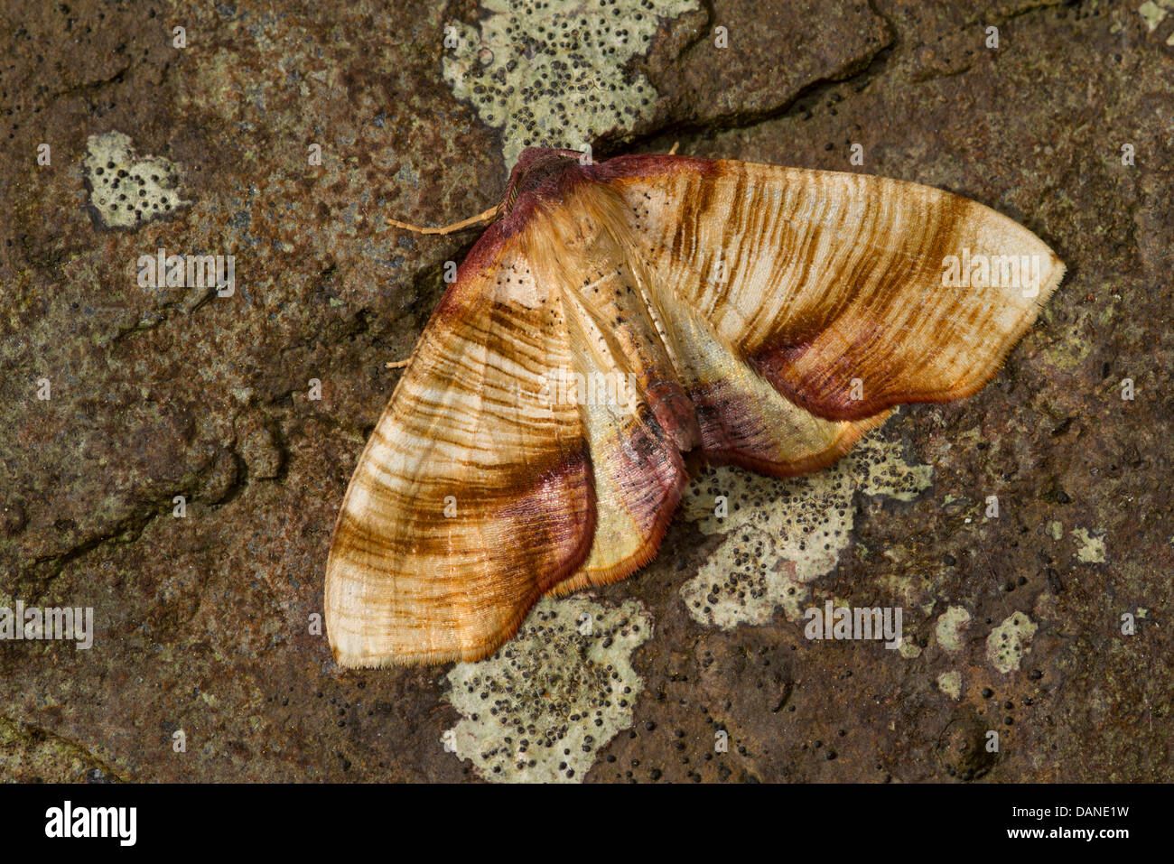 Scorched Wing (Plagodis dolabraria) moth Stock Photo - Alamy