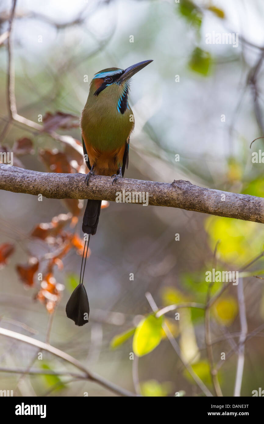 Turquoise-browed Motmot (Eumomota superciliosa Stock Photo - Alamy