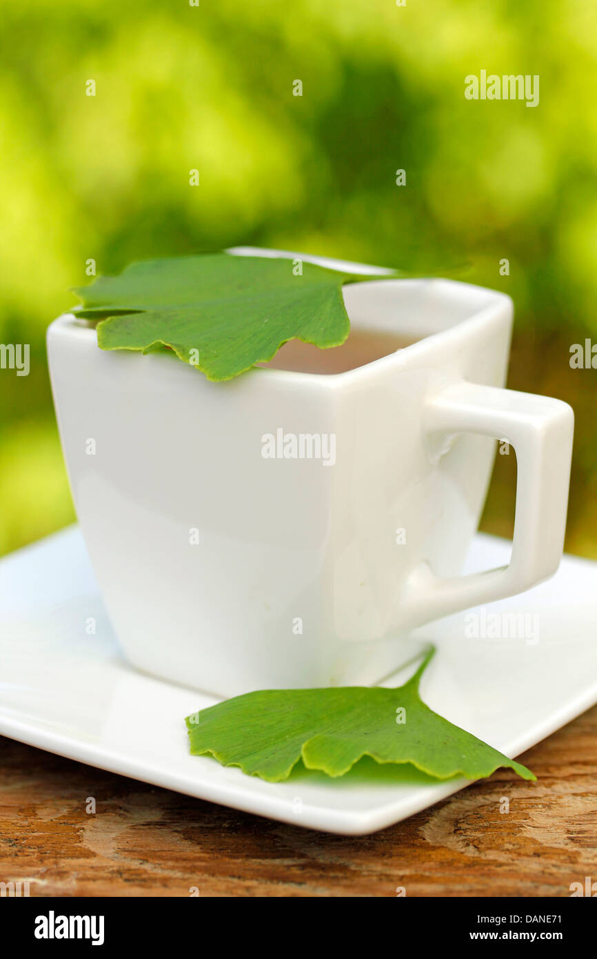 Ginkgo biloba infusion. Ginkgo biloba Stock Photo - Alamy