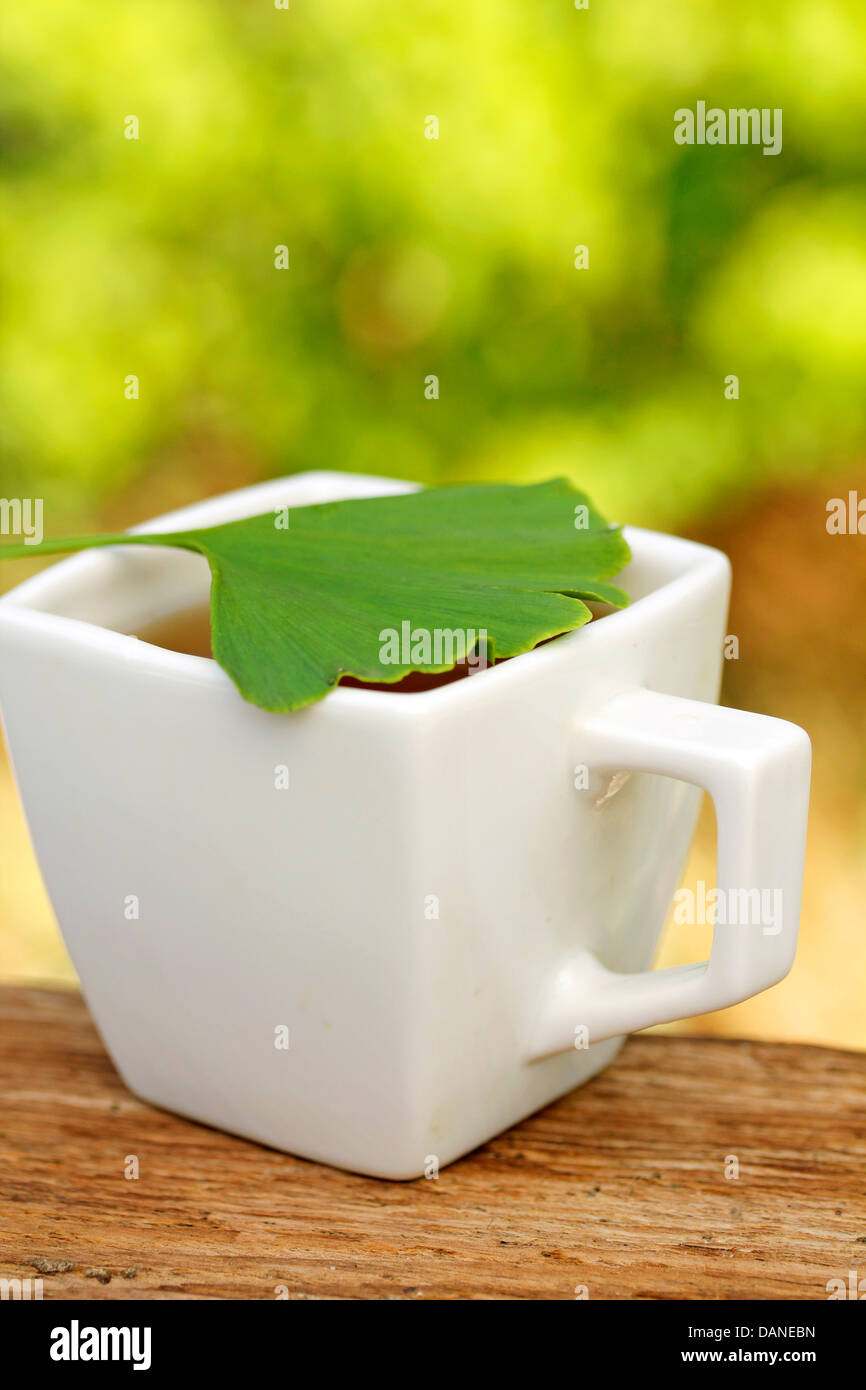 Ginkgo biloba infusion. Ginkgo biloba Stock Photo - Alamy