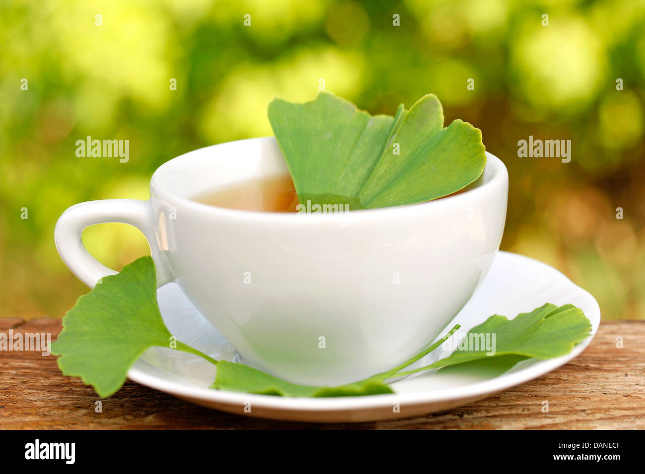 Ginkgo biloba infusion. Ginkgo biloba Stock Photo - Alamy