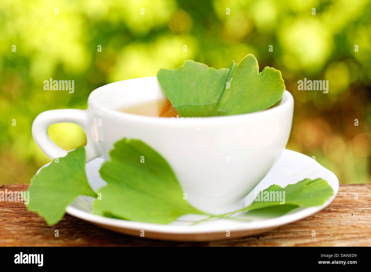 Ginkgo biloba infusion. Ginkgo biloba Stock Photo - Alamy