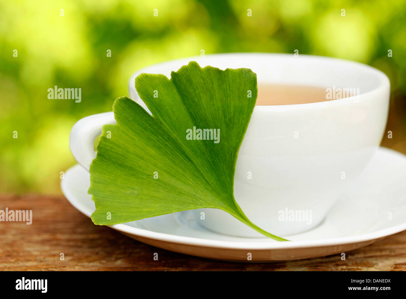 Ginkgo biloba infusion. Ginkgo biloba Stock Photo - Alamy