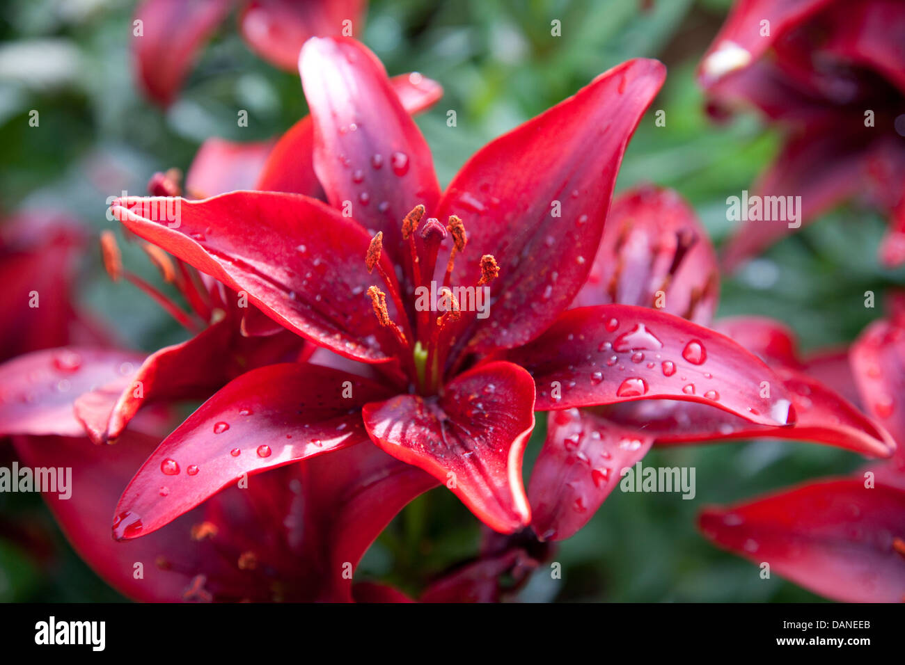 Tiger lillie hi-res stock photography and images - Alamy