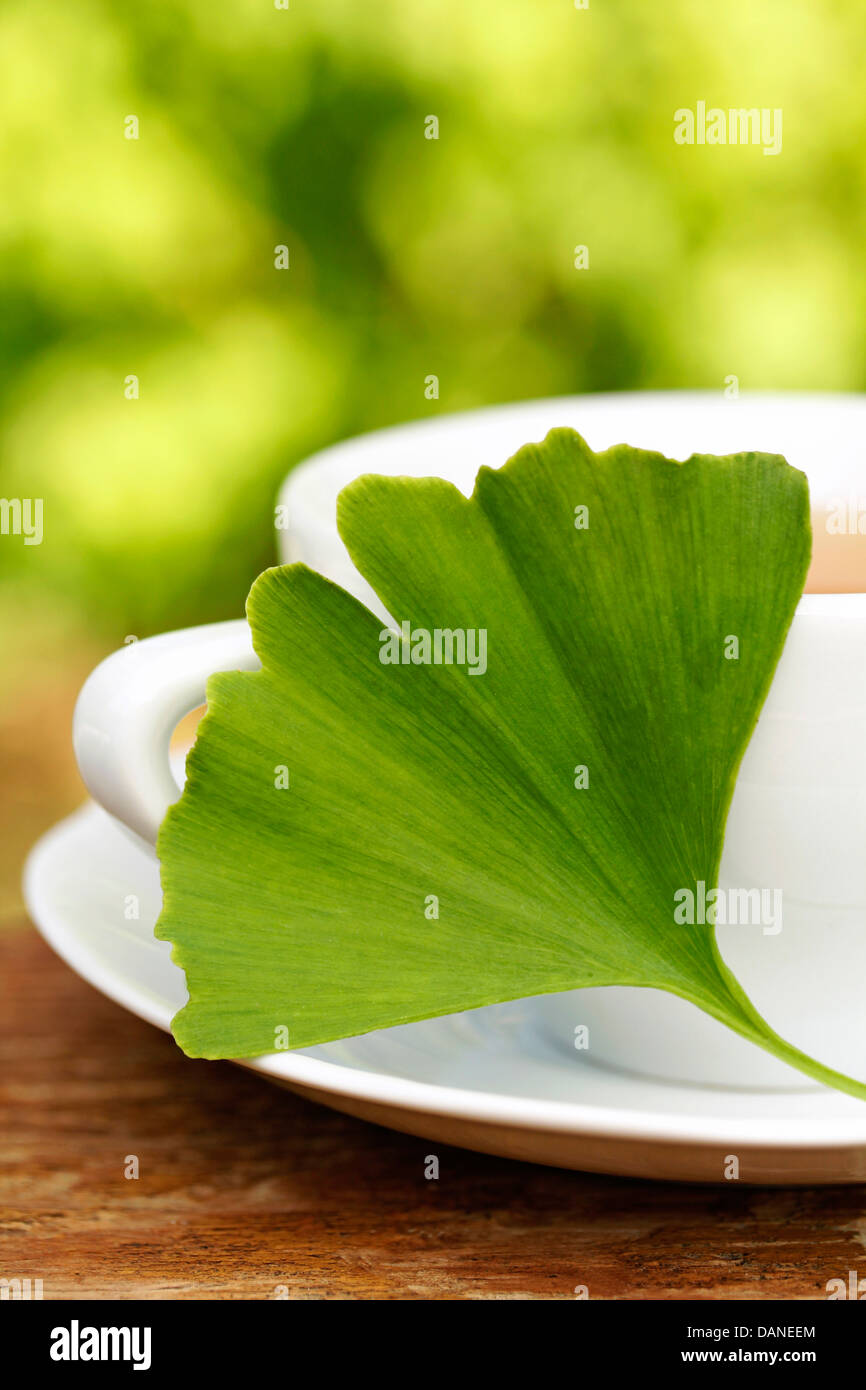Ginkgo biloba infusion. Ginkgo biloba Stock Photo - Alamy