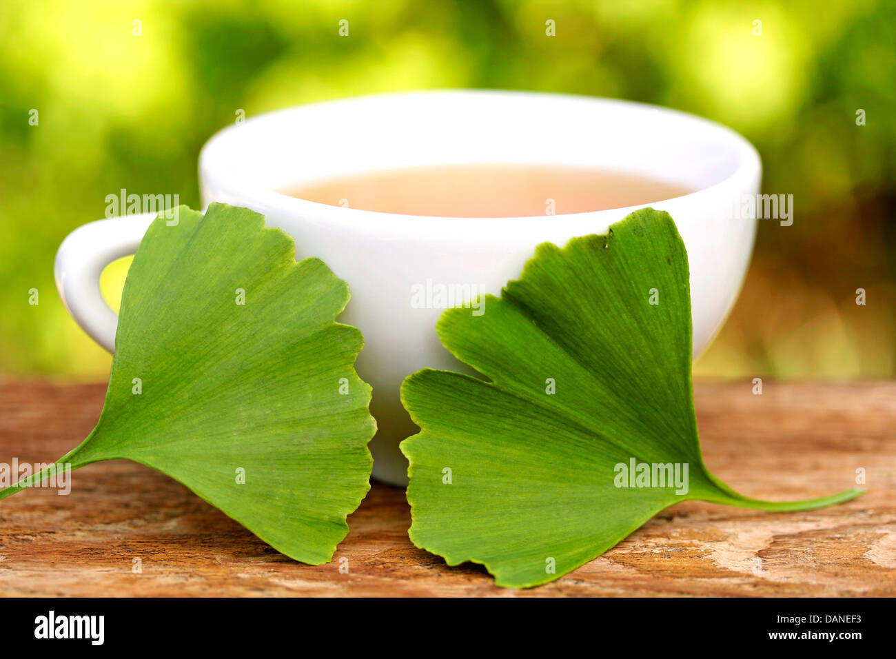 Ginkgo biloba infusion. Ginkgo biloba Stock Photo - Alamy