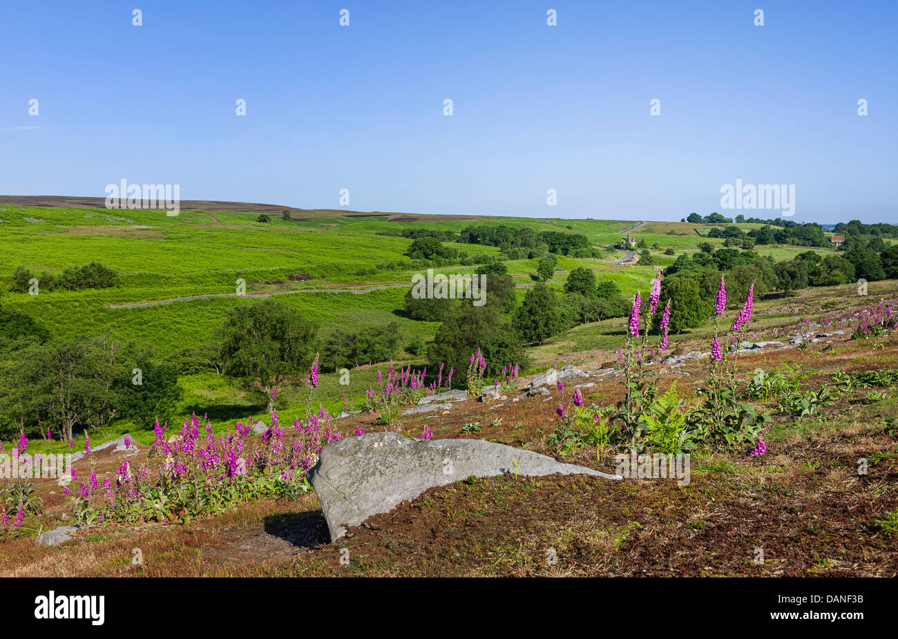 Wild flowers bloom over the undulating rugged landscape of the North ...