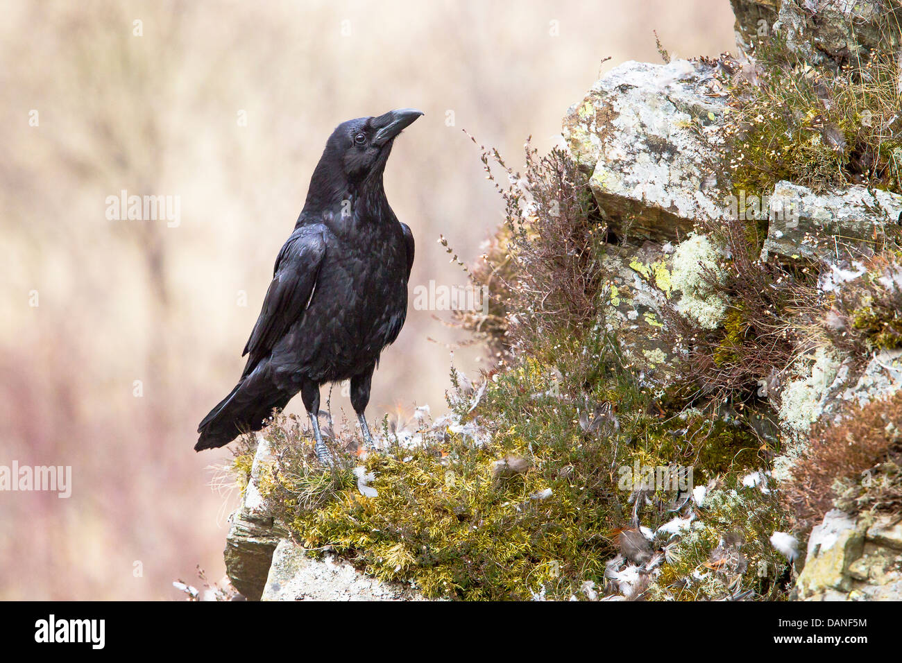 Raven on Cliff Stock Photo - Alamy