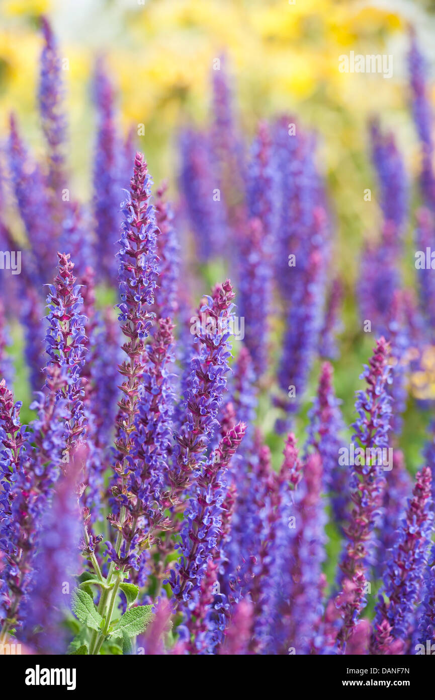Salvia flowers hi-res stock photography and images - Alamy