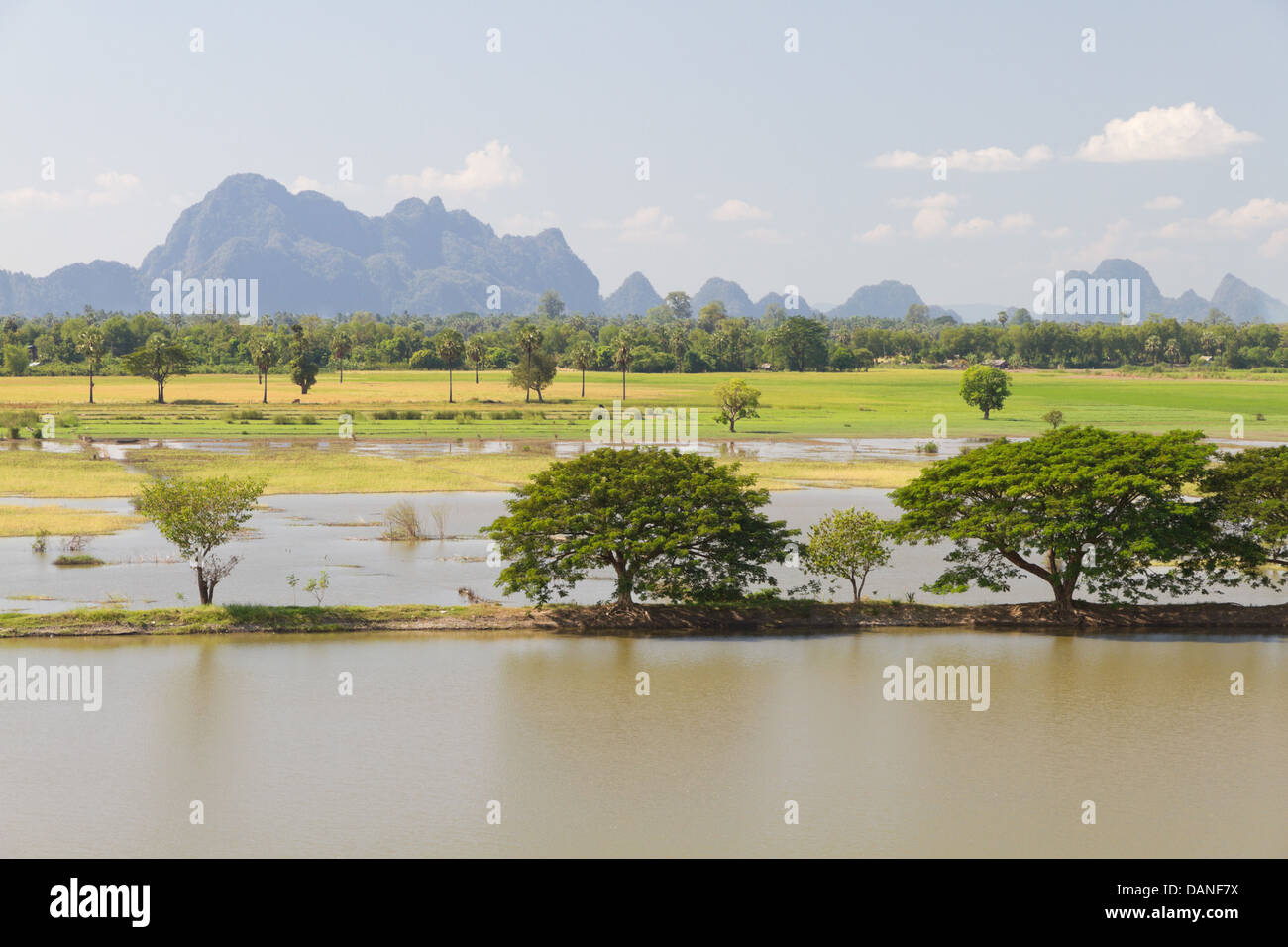 burmese countryside with water golden an flooded rice fields, trees and ...