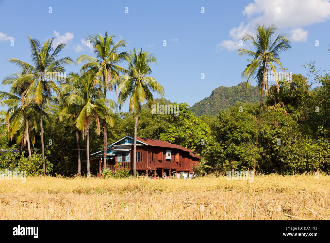 Single timber farm house on rice field surrounded by palm trees, Burma ...