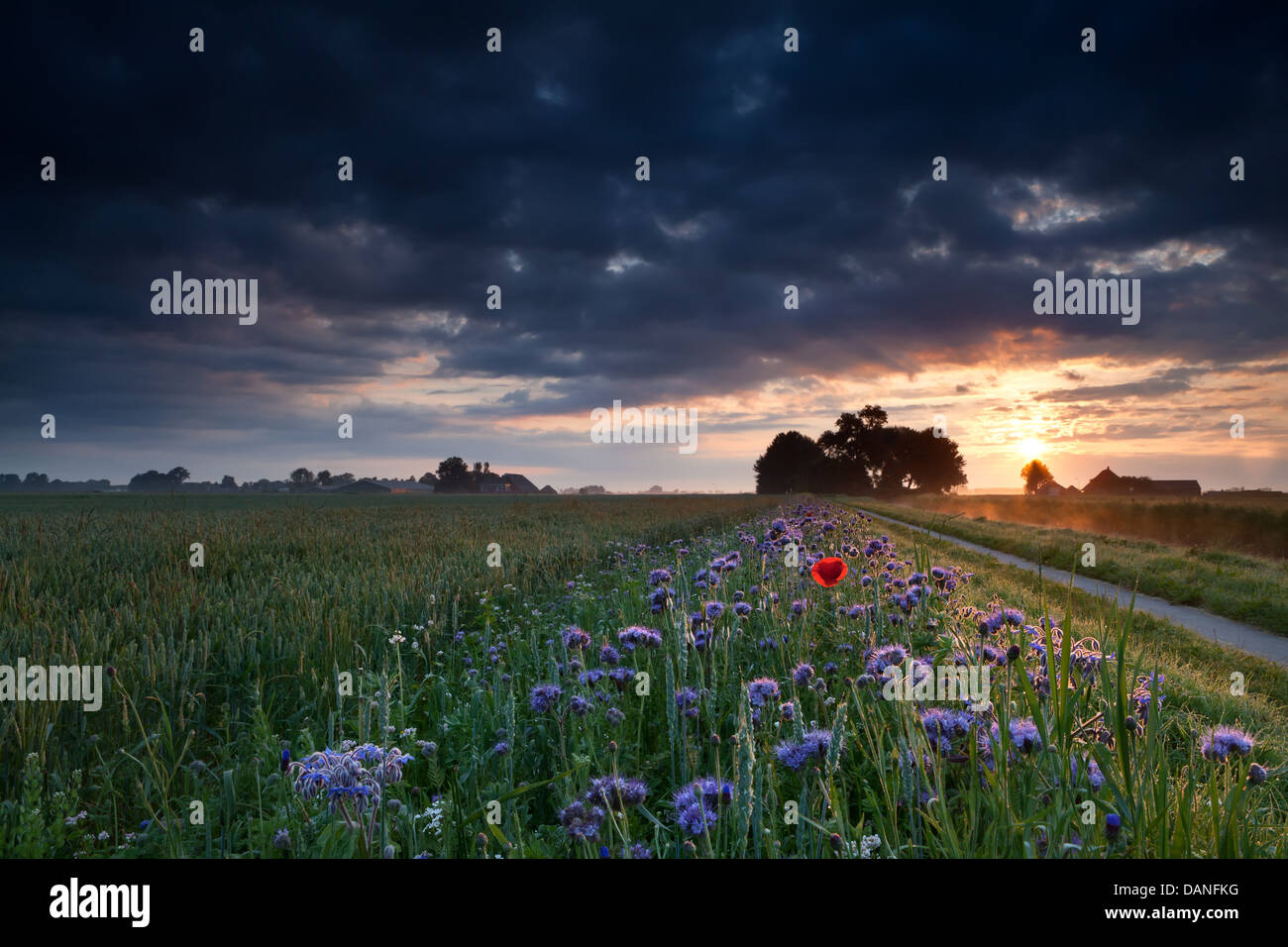 As the early summer meadows come into bloom hi-res stock photography ...