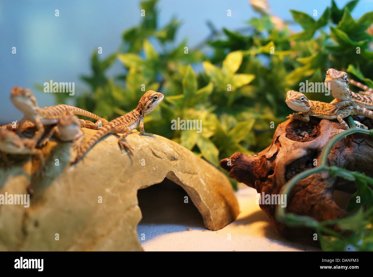 An aquarium full of baby lizards Stock Photo - Alamy