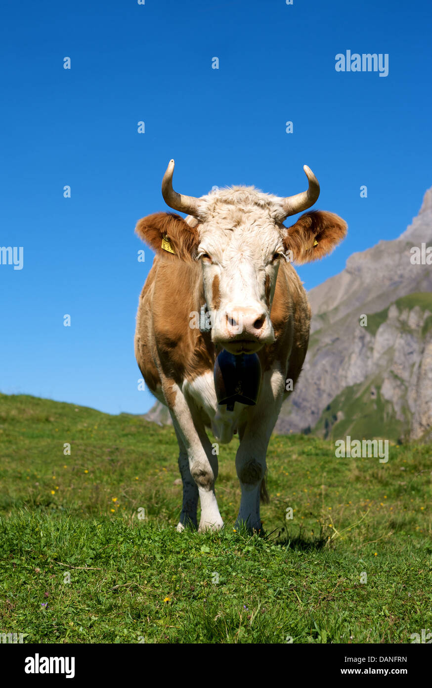 Swiss alpine cow with a treichein brass bell around its neck Stock ...