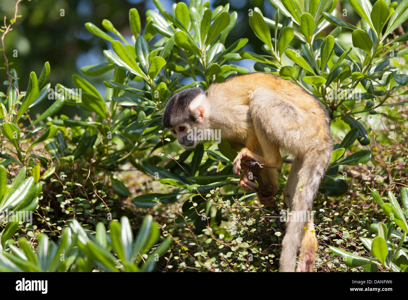 Black capped squirrel monkey hi-res stock photography and images - Alamy