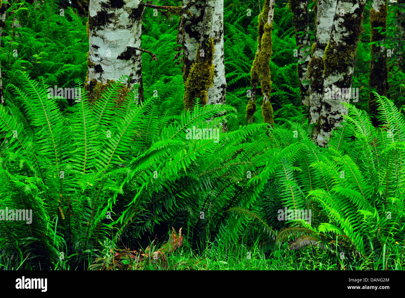 Sword ferns word fern Polystichum munitum and red alder Alnus rubra ...