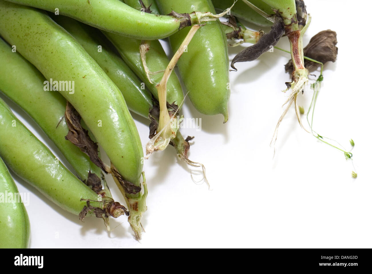Broad beans 001 Stock Photo - Alamy