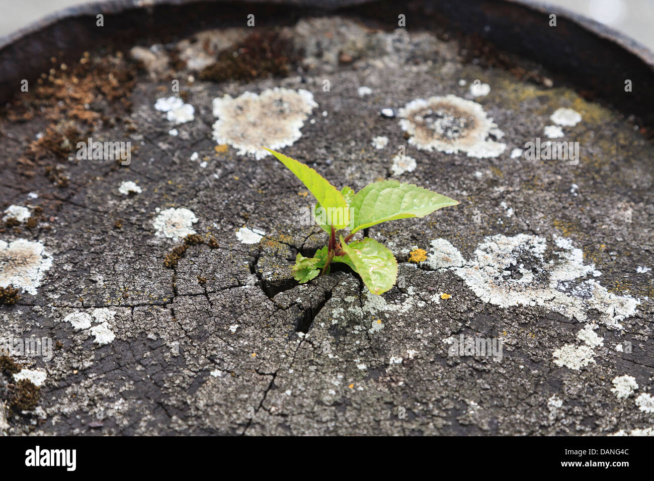 Single plant growing out of a dead tree trunk hi-res stock photography ...